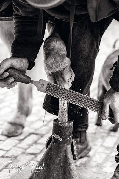 4th Emergency Service! – Gallop Guru